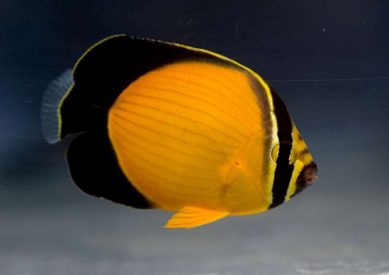 1000+ images about Ocean: fish on Pinterest